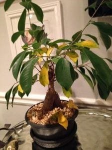 How To Care For A Bonsai Tree If Turning Yellow - Bonsai Tree Gardener