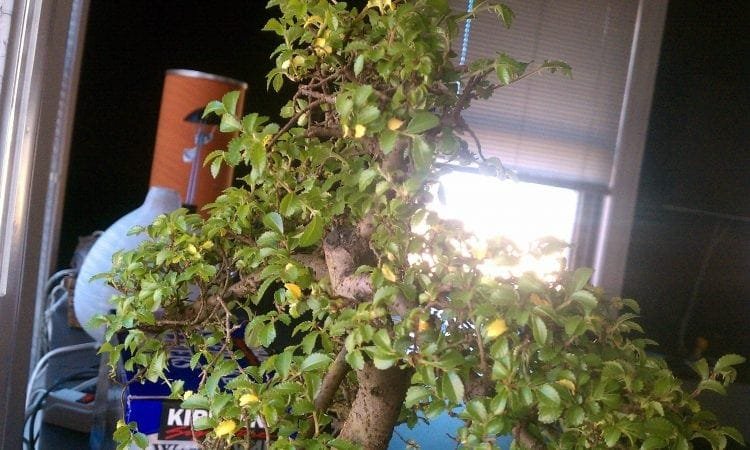 How To Care For A Bonsai Tree If Turning Yellow - Bonsai Tree Gardener