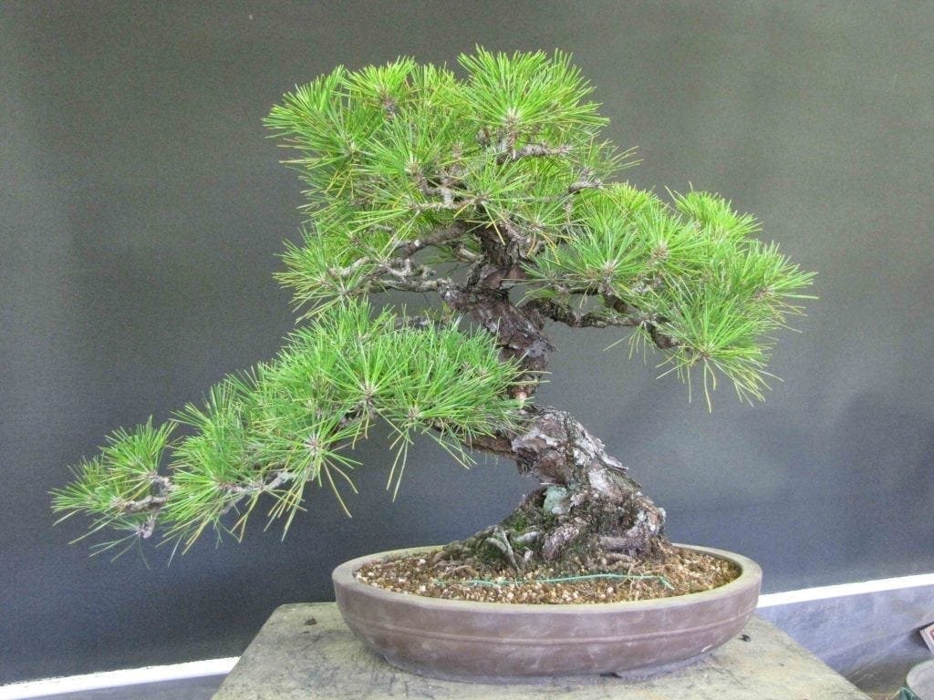 Coniferous Bonsai Trees | Bonsai Tree Gardener