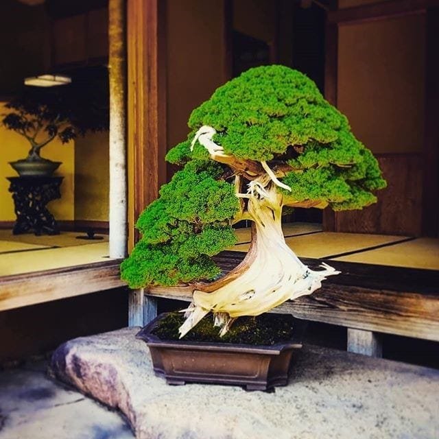 10 Bonsai Fine Art you Must See for Yourself - Bonsai Tree Gardener