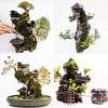 Chinese Penjing: Its Influences to Japanese Bonsai - Bonsai Tree Gardener