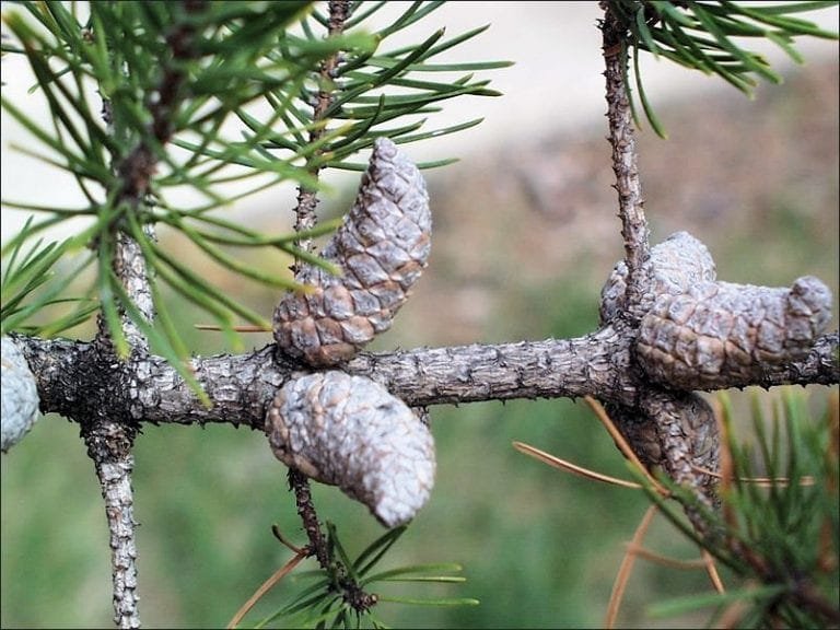 Jack Pine Bonsai Care Guide - Bonsai Tree Gardener
