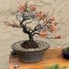 How to Revive Bonsai Tree with Leaves Falling Off - Bonsai Tree Gardener