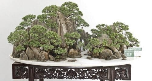 From Penjing to Bonsai: The Impact of Japanese Culture on Bonsai ...