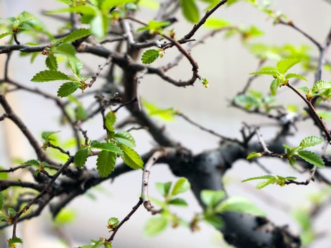 How to Revive a Bonsai Tree with Dry and Brittle Leaves - Bonsai Tree ...