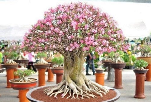 How to Thicken a Bonsai Trunk - Bonsai Tree Gardener