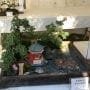 Art of Bonkei: A Bonsai Landscape - Bonsai Tree Gardener