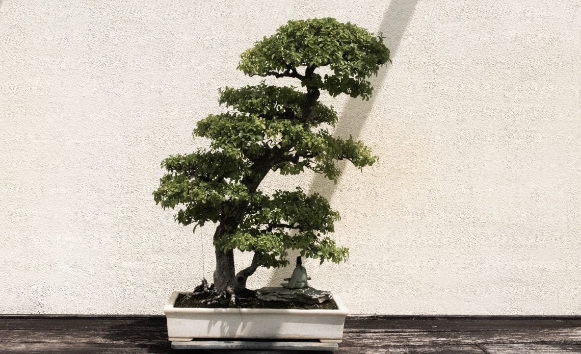 Sycamore Maple Bonsai Tree Care Guide (Acer pseudoplatanus) - Bonsai ...