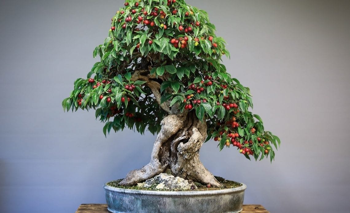 Barberry Bonsai Tree Care Guide (Berberis) - Bonsai Tree Gardener