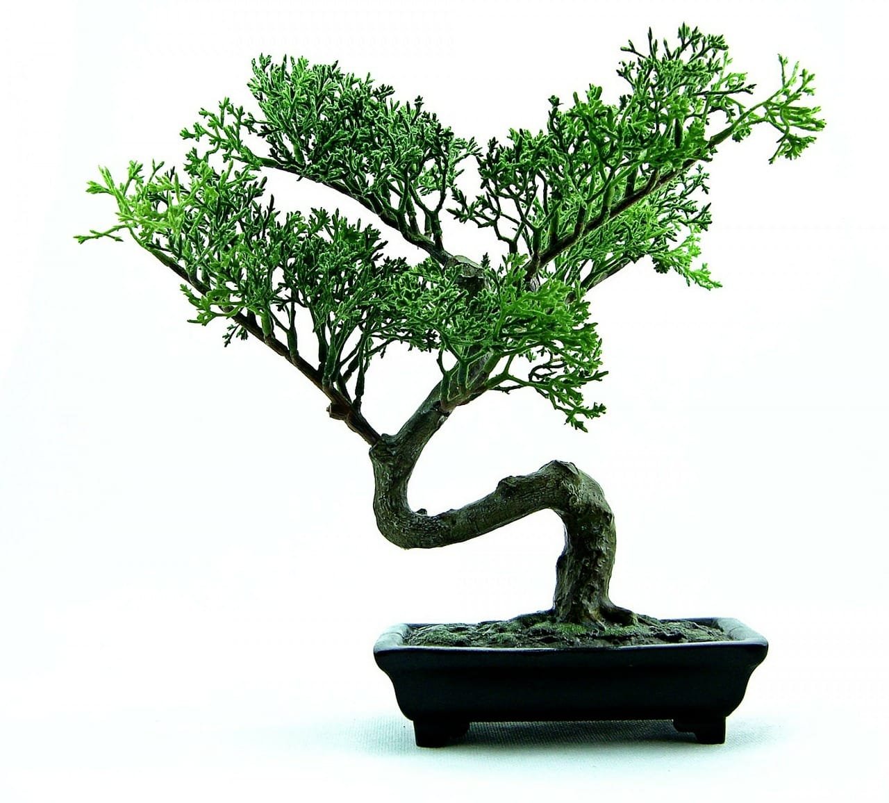 Sugi Bonsai Tree care Guide (Cryptomeria) - Bonsai Tree Gardener