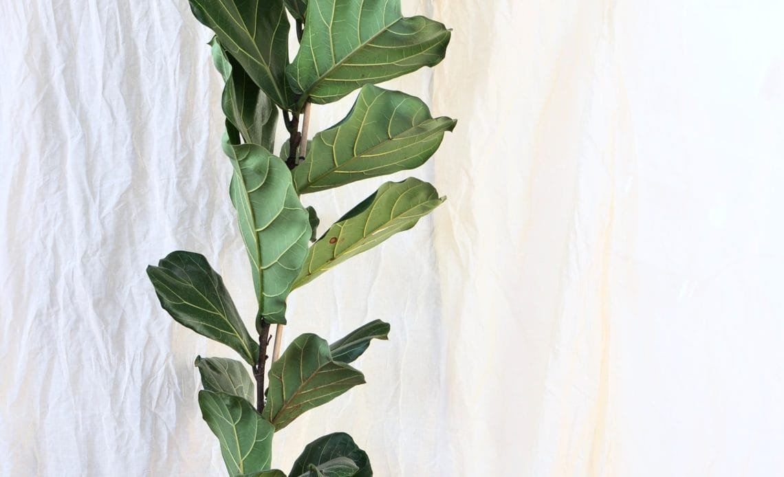 Ficus benghalensis Bonsai Tree Care Guide - Bonsai Tree Gardener