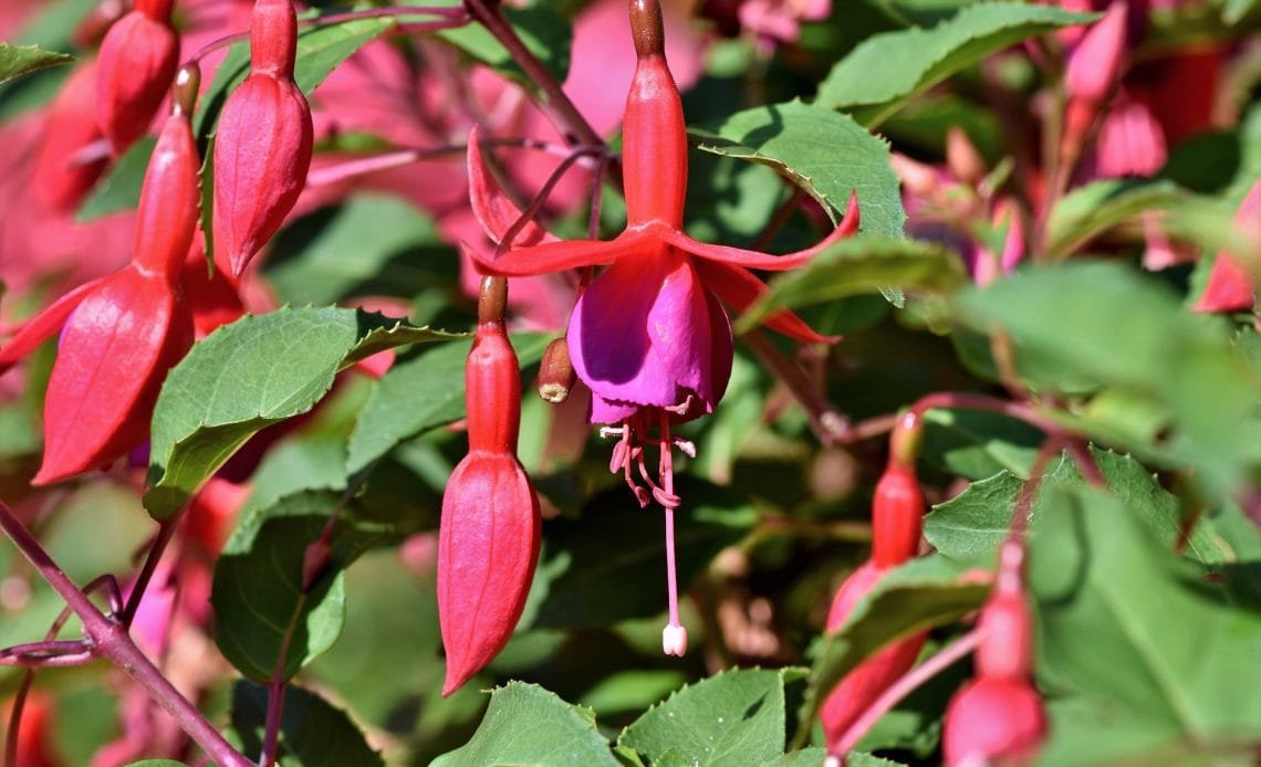 Fuchsia Bonsai Tree Care Guide - Bonsai Tree Gardener