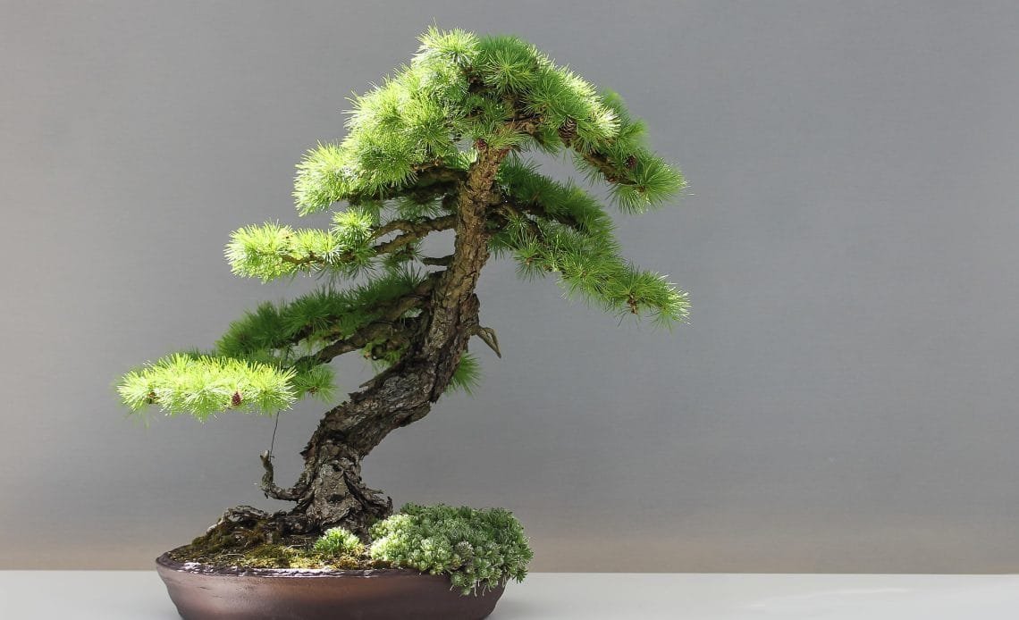 Larix Bonsai Tree Care Guide - Bonsai Tree Gardener