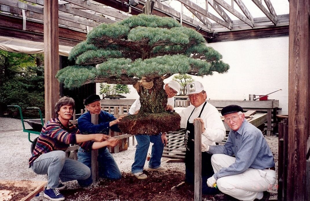 Test of Time: The Stories Behind Some of the Most Amazing Bonsais ...