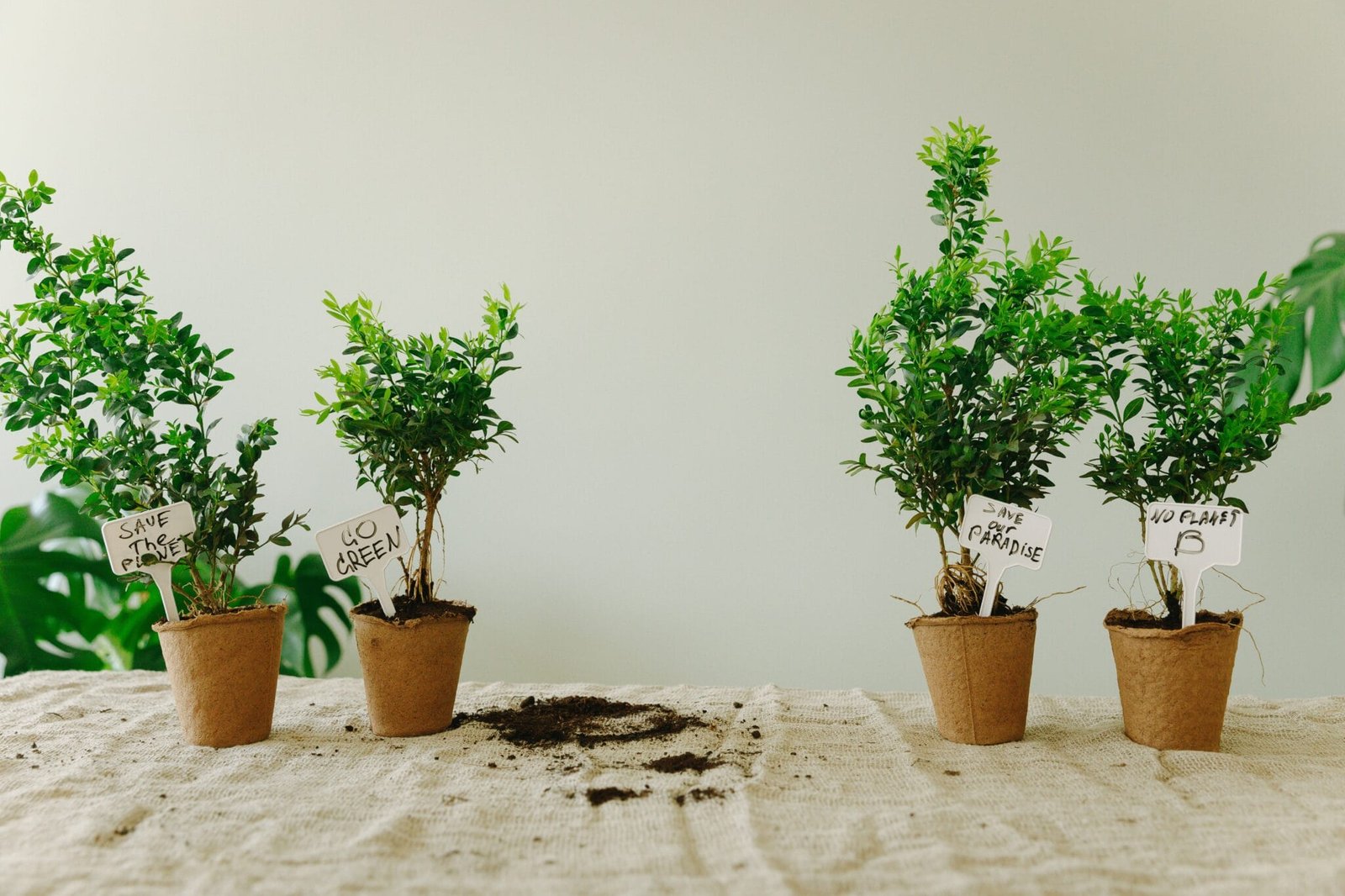 Male or Female? Identifying The Gender of Your Bonsai Tree - Bonsai ...